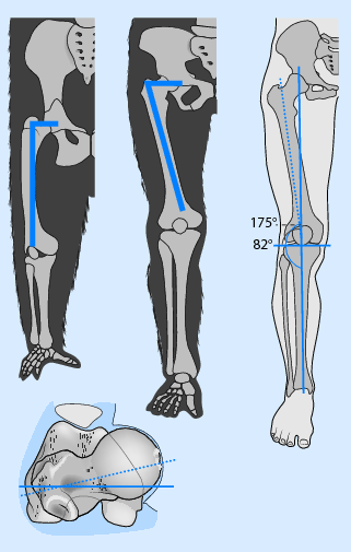 Die Akren im akrodynamischen Konzept | SpringerLink