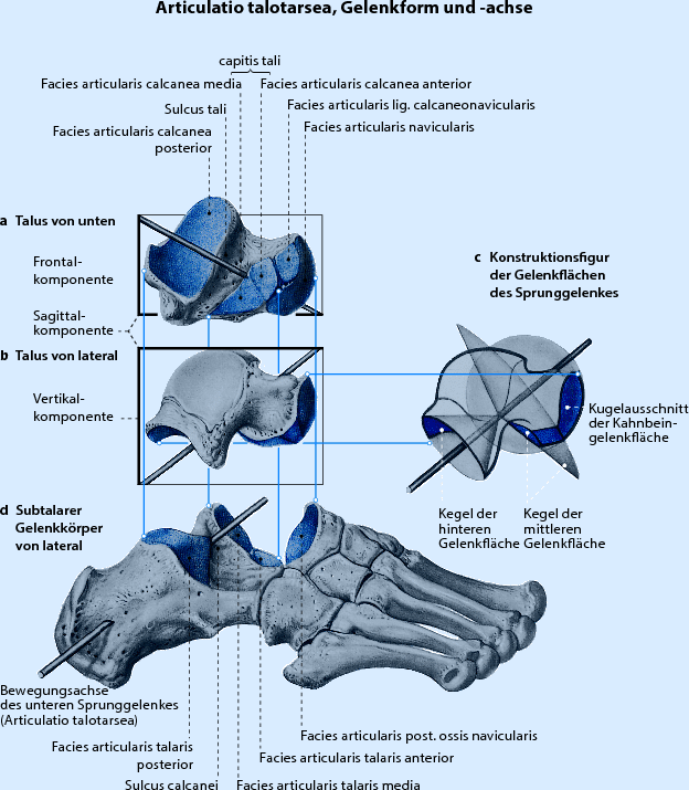 Die Akren im akrodynamischen Konzept | SpringerLink