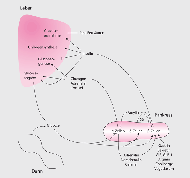 Das Hormonsystem | SpringerLink
