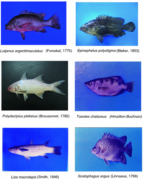 Fish Fauna of Andaman and Nicobar Islands: A Review | SpringerLink