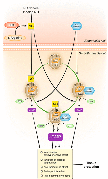 Soluble Guanylate Cyclase Stimulators in Pulmonary Hypertension ...