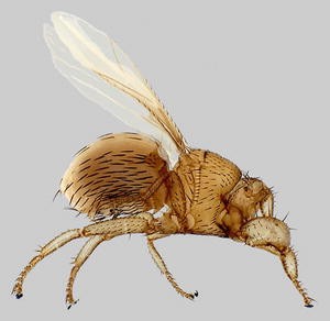 Parasitic Bat Flies (Diptera: Streblidae and Nycteribiidae): Host ...