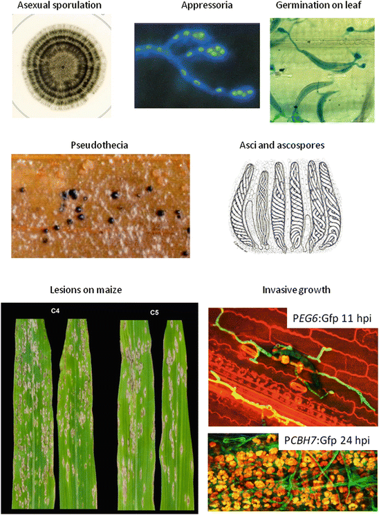 Cochliobolus heterostrophus: A Dothideomycete Pathogen of Maize ...