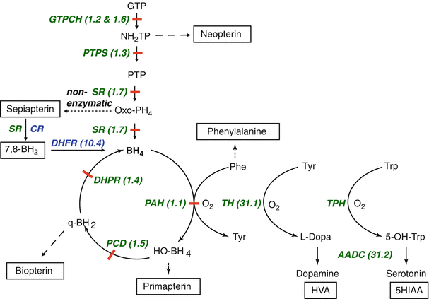 Disorders of Phenylalanine and Tetrahydrobiopterin Metabolism ...