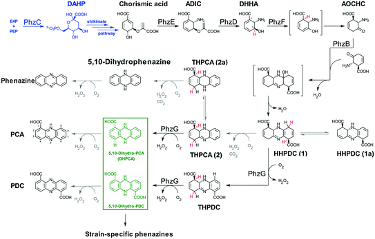 The Biosynthesis of Phenazines | SpringerLink