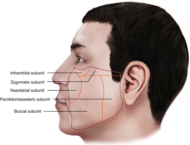 Cheek | SpringerLink