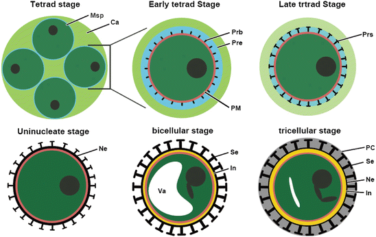Molecular Cell Biology of Pollen Walls | SpringerLink
