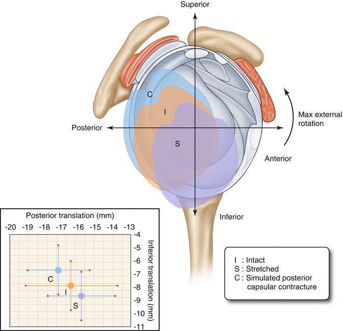 Biomechanics of the Shoulder: Stability and Kinematics of Shoulder ...