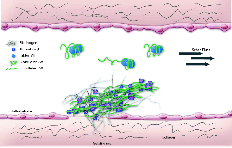 Thrombozyten und Gerinnung | SpringerLink