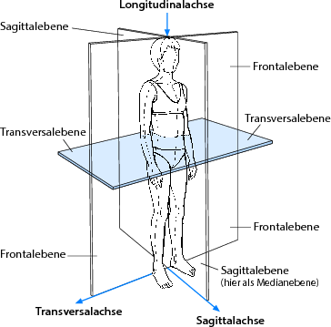 Neuromuskuläre Grundlagen normaler Bewegungen | SpringerLink