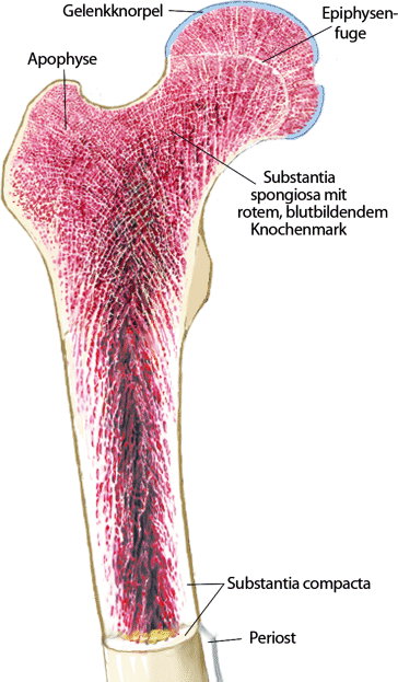 Das Organ Knochen – Histologie und Zellmechanismen | SpringerLink