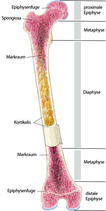 Anatomie und Gelenkwinkel des Knochens | SpringerLink