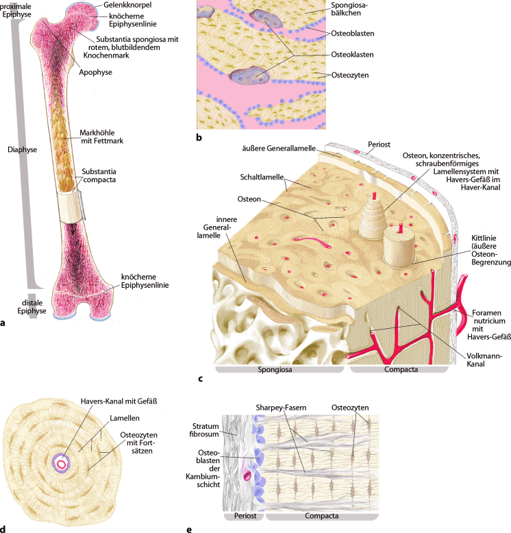 Blutversorgung des Knochens | SpringerLink