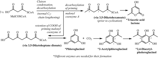 Polyketide Pathway. Biosynthesis of Diverse Classes of Aromatic ...