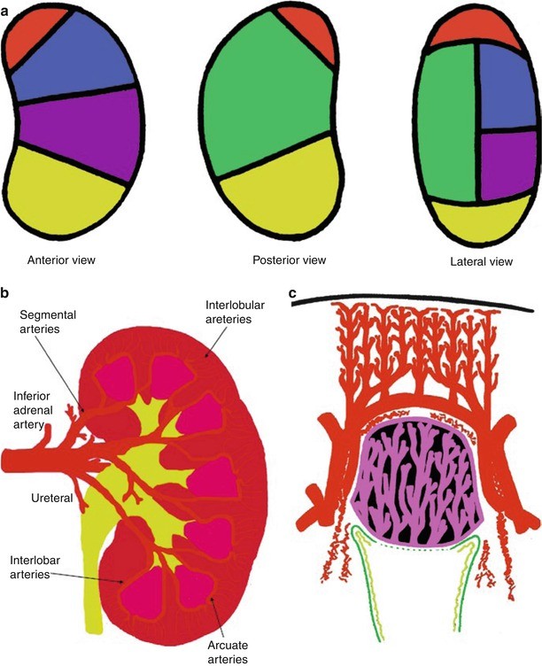 Normal Radiological Anatomy and Anatomical Variants of the Kidney ...