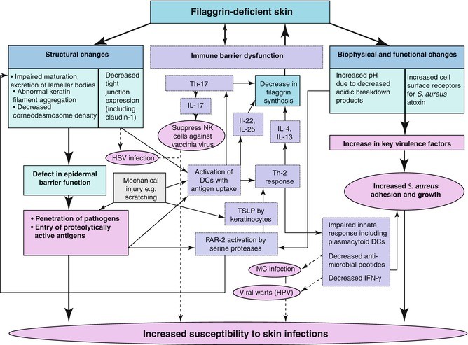 Filaggrin and Skin Infections | SpringerLink
