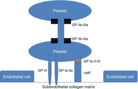 The Cell-Based Coagulation Model | SpringerLink