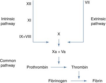 The Cell-Based Coagulation Model | SpringerLink