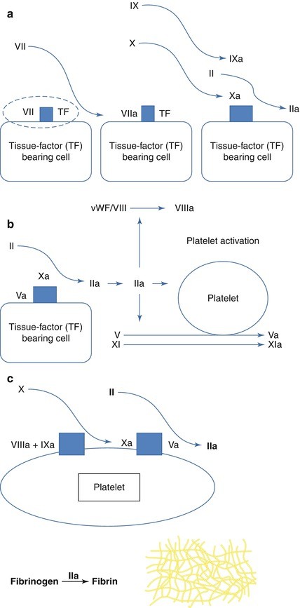 The Cell-Based Coagulation Model | SpringerLink