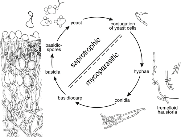 12 Tremellomycetes and Related Groups | SpringerLink