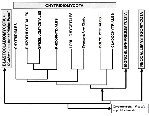 6 Chytridiomycota, Monoblepharidomycota, and Neocallimastigomycota ...