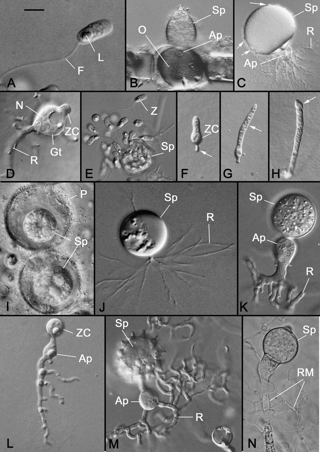 6 Chytridiomycota, Monoblepharidomycota, and Neocallimastigomycota ...