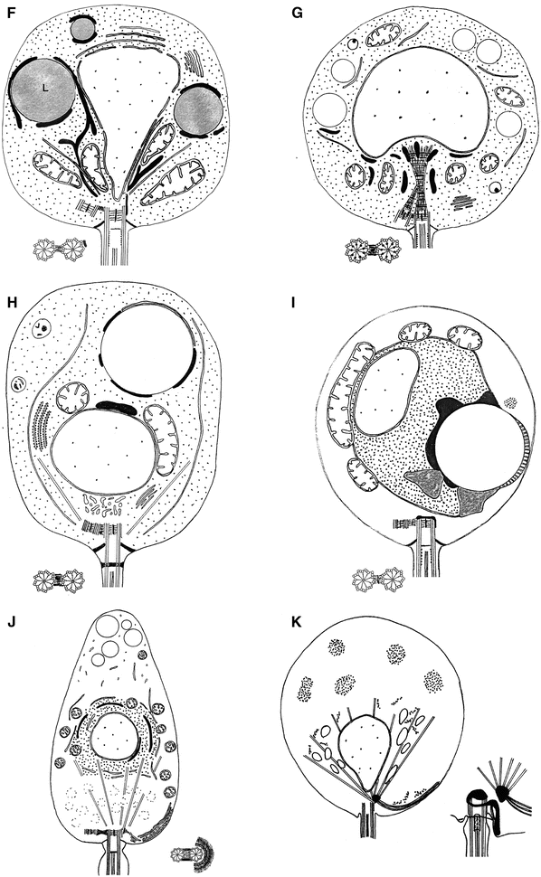 6 Chytridiomycota, Monoblepharidomycota, and Neocallimastigomycota ...