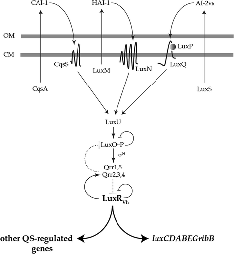 Biochemistry and Genetics of Bacterial Bioluminescence | SpringerLink