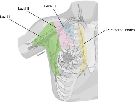 Fascia, Nerve Supply, and Lymphatics of the Breast | SpringerLink
