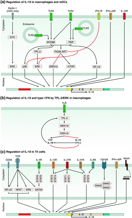 The Regulation of IL-10 Expression | SpringerLink