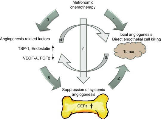 Mechanisms of Action of Low-Dose Metronomic Chemotherapy | SpringerLink