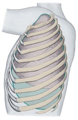 Herz- und Lungenauskultation, Perkussion und Stimmfremitus | SpringerLink