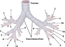 Sekretfördernde Atemphysiotherapie | SpringerLink