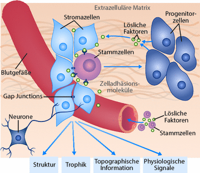Knochenmark | SpringerLink