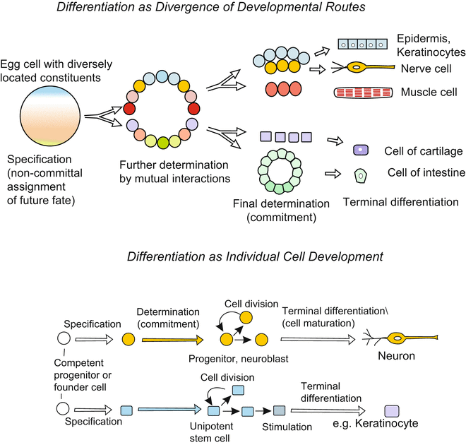 Stages and Principles of Animal Development: Terms of Developmental ...