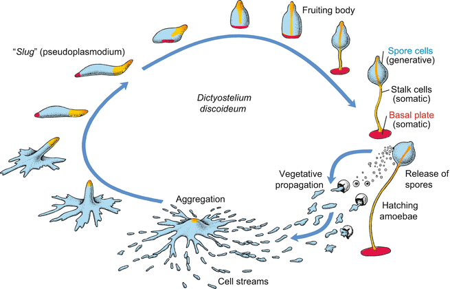 Model Organisms in Developmental Biology I: Invertebrates | SpringerLink