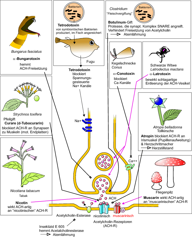 Synapsen: Transmission und Verarbeitung von Information | SpringerLink