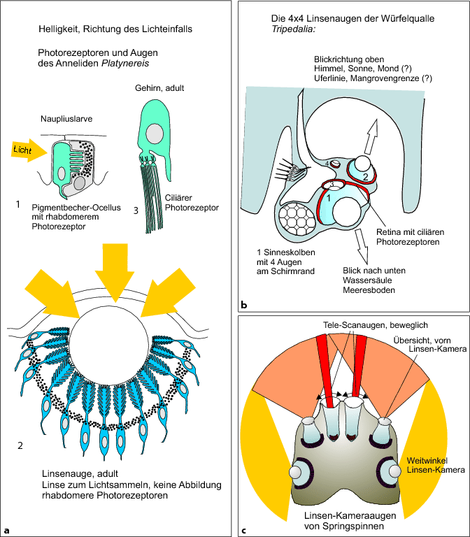 Der Sehsinn | SpringerLink
