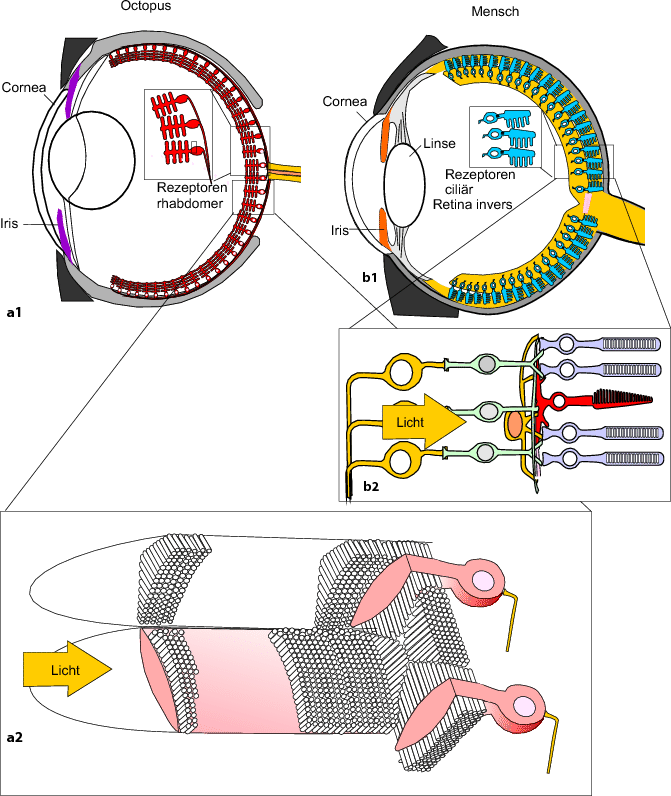 Der Sehsinn | SpringerLink