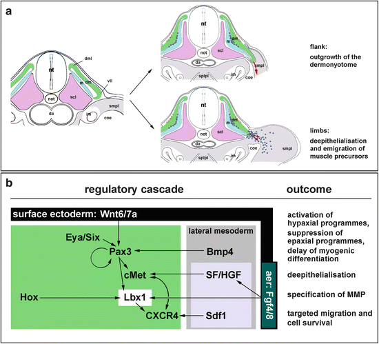 Hypaxial Muscle: Controversial Classification and Controversial Data ...