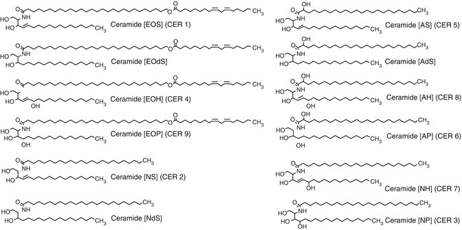 The Importance of Stratum Corneum Lipid Organization for Proper Barrier ...