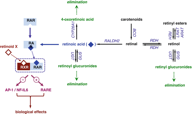 Retinoids | SpringerLink