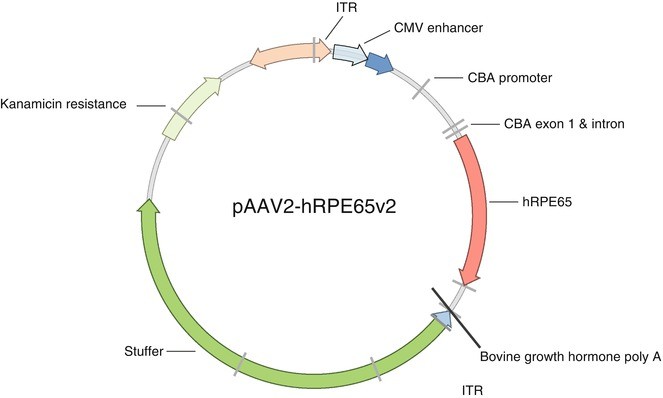 Gene Therapy for Leber’s Congenital Amaurosis Due to RPE65 Mutations ...