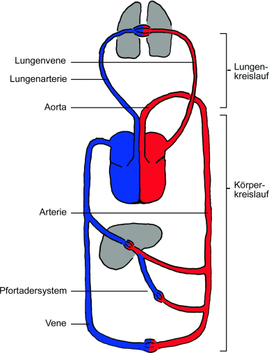 Herz, Kreislauf, Blut und Lymphe | SpringerLink