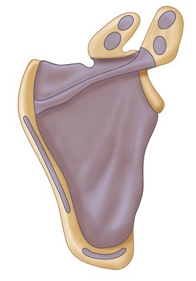 Coracoid Process | SpringerLink