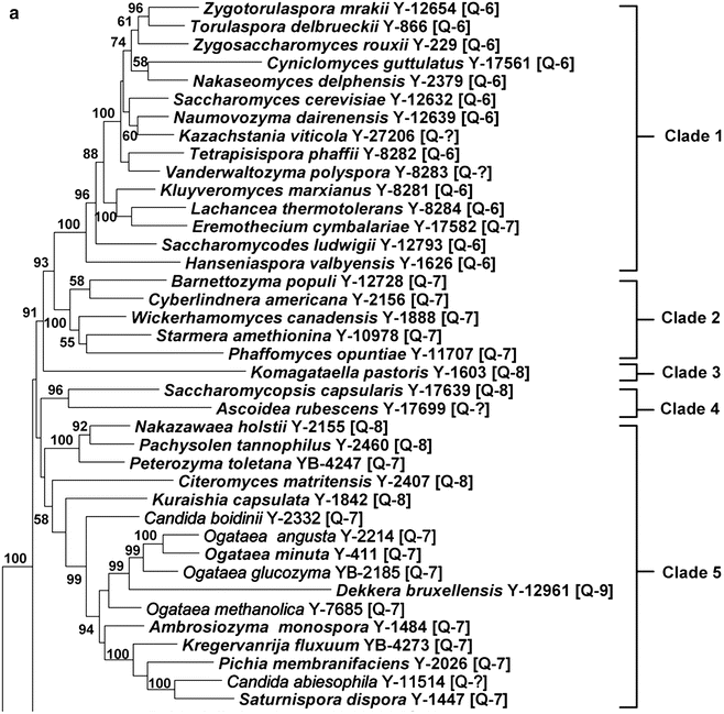 1 Saccharomycotina and Taphrinomycotina: The Yeasts and Yeastlike Fungi ...