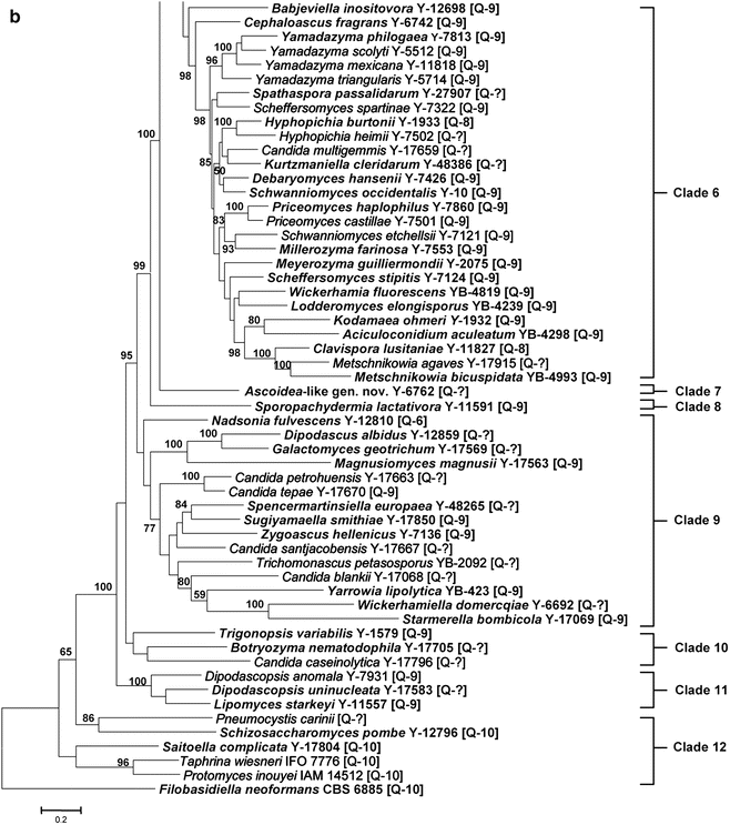 1 Saccharomycotina and Taphrinomycotina: The Yeasts and Yeastlike Fungi ...