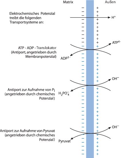 ATP-Synthese in Mitochondrien | SpringerLink