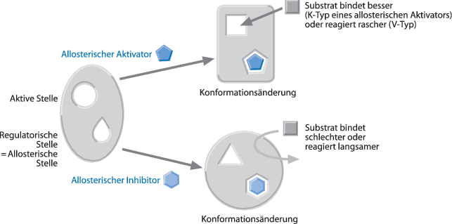 Enzyme | SpringerLink