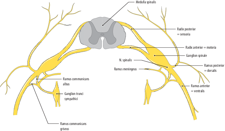 Neurologische Untersuchung (NU) | SpringerLink